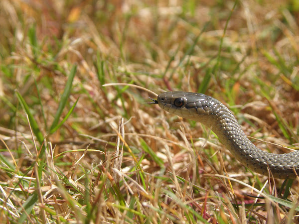 yellow bellied racer | Project Noah