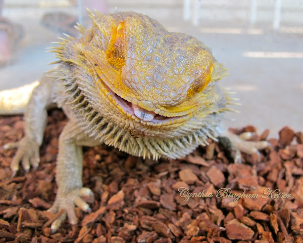 Central Bearded Dragon | Project Noah