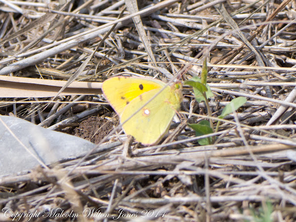 Clouded Yellow | Project Noah