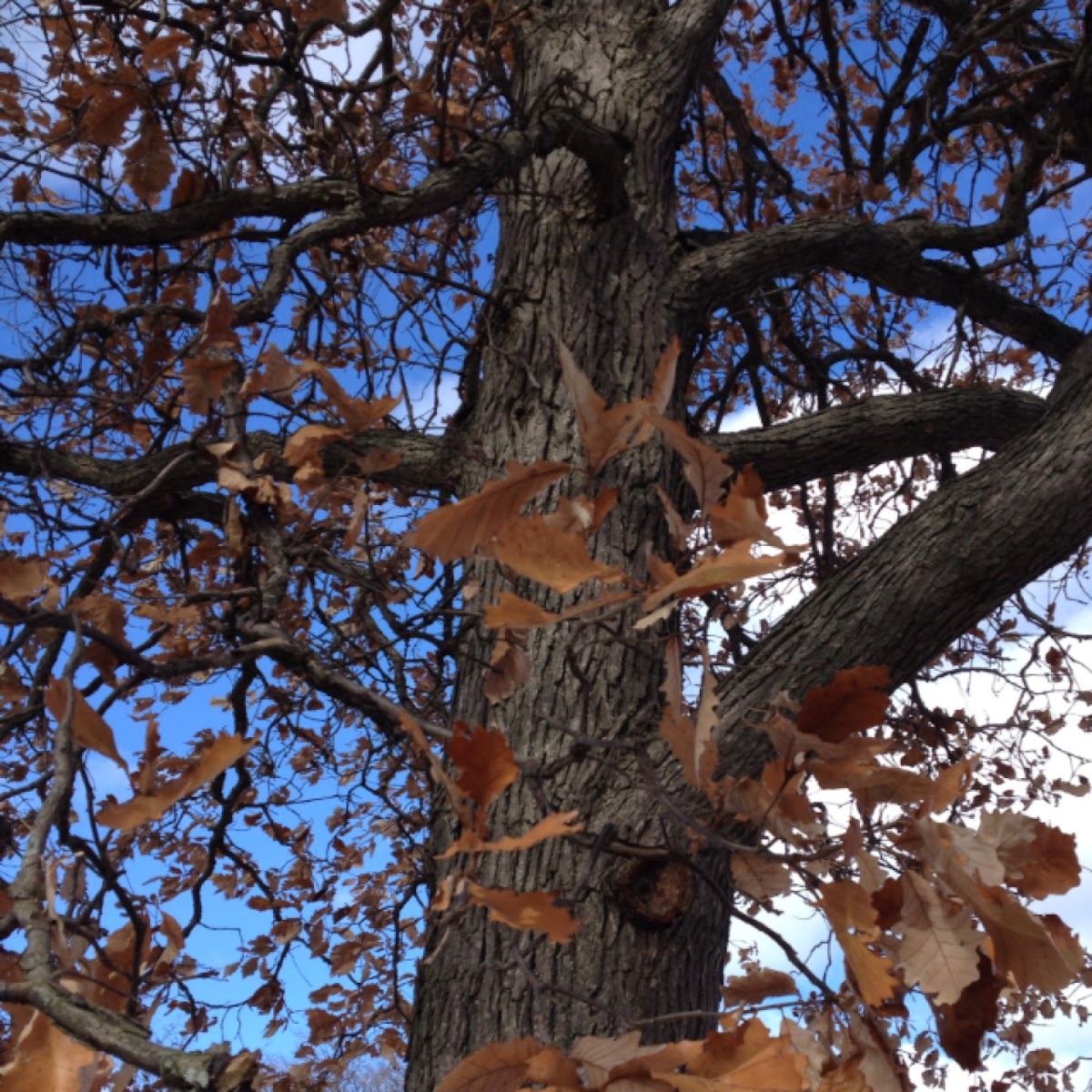 Swamp White Oak | Project Noah