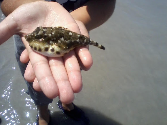 Southern Puffer Fish | Project Noah
