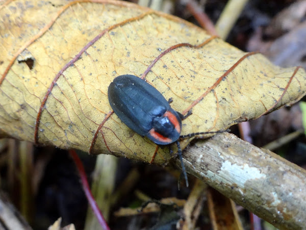 Diurnal firefly beetle | Project Noah