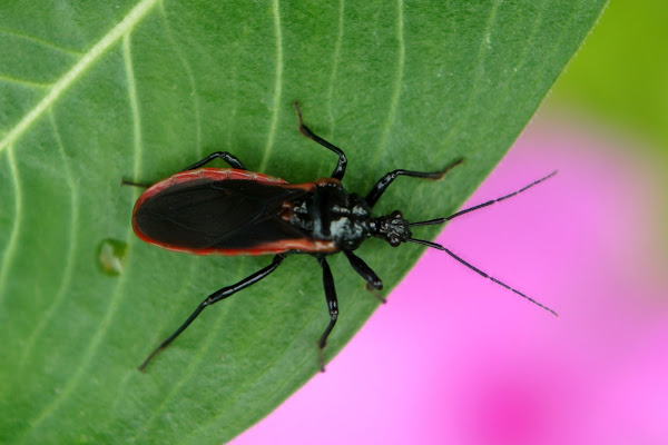 Assassin Bug | Project Noah