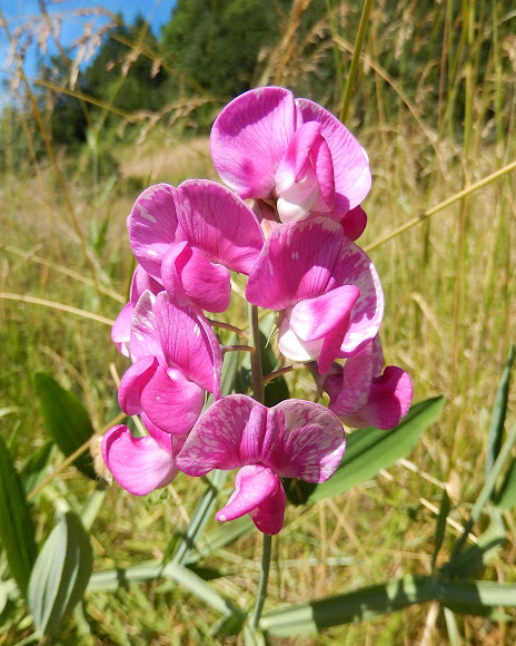 Sweat Pea | Project Noah