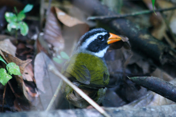 Orange-billed Sparrow | Project Noah
