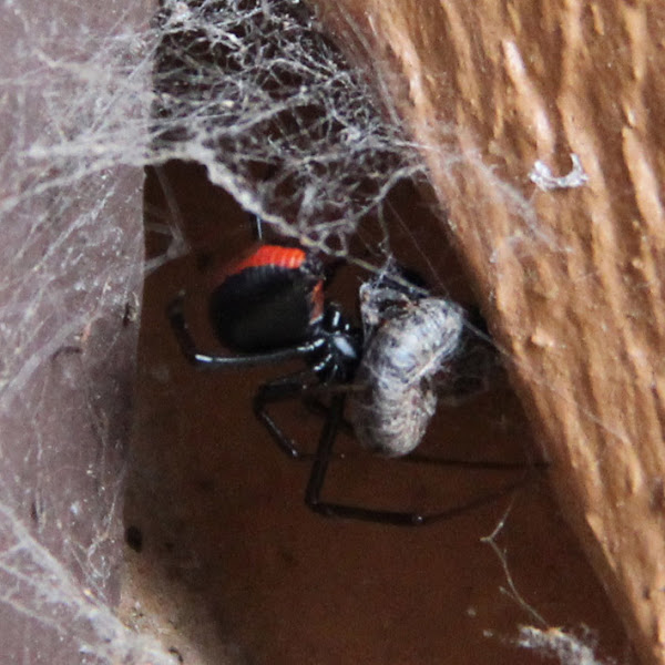 Redback Spider | Project Noah