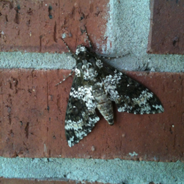 Rustic Sphinx Moth | Project Noah