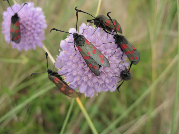 Five Spot Burnet | Project Noah