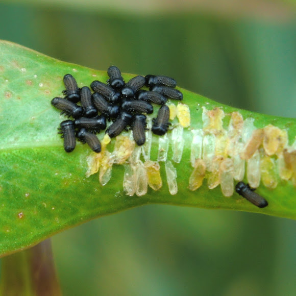 Leaf Beetle eggs & larvae | Project Noah