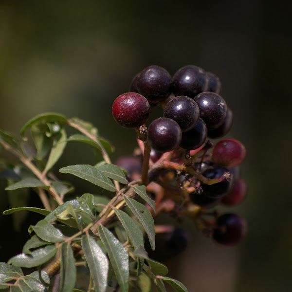 The Curry Tree fruits | Project Noah