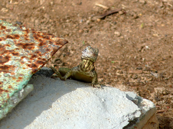 Northern curly tailed lizard | Project Noah