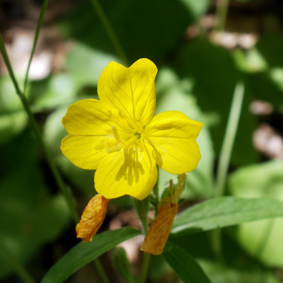 Small Sundrops | Project Noah