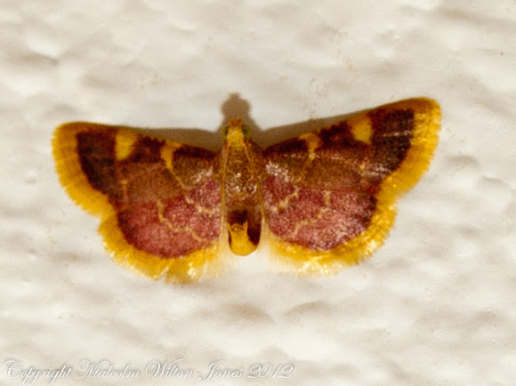 Gold Triangle Moth | Project Noah