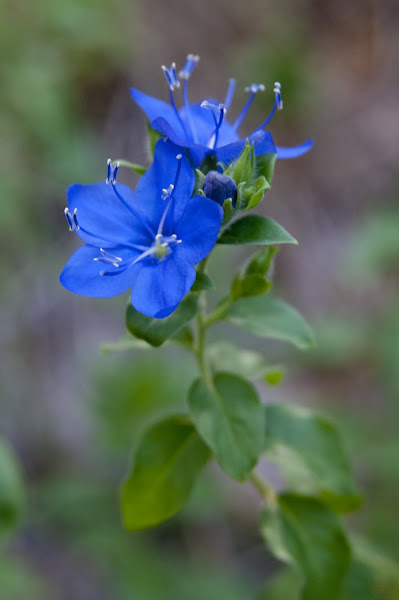 Blue Waterleaf | Project Noah