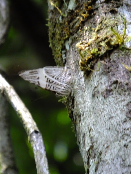 dirce beauty | Project Noah