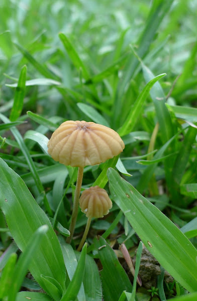 Pinwheel mushroom (Marasmius rotula) | Project Noah