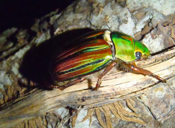 Jewel Scarab | Project Noah