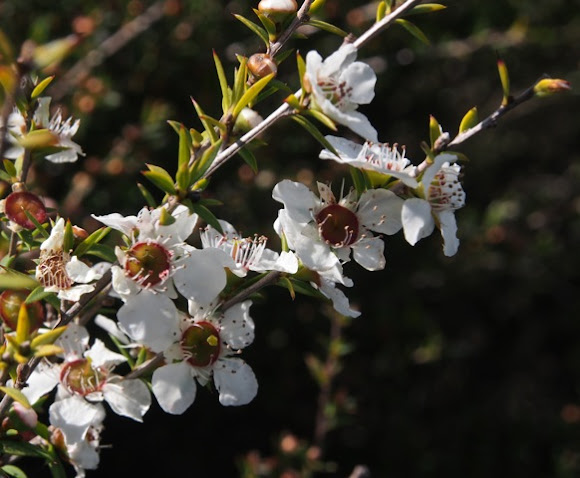 Prickly Tea-tree | Project Noah