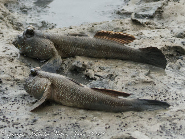 Giant Mudskipper | Project Noah