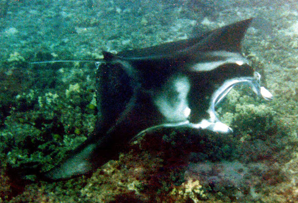 Manta Ray | Project Noah