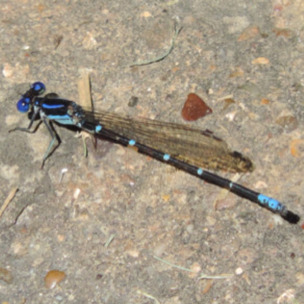 Blue-ringed Dancer | Project Noah