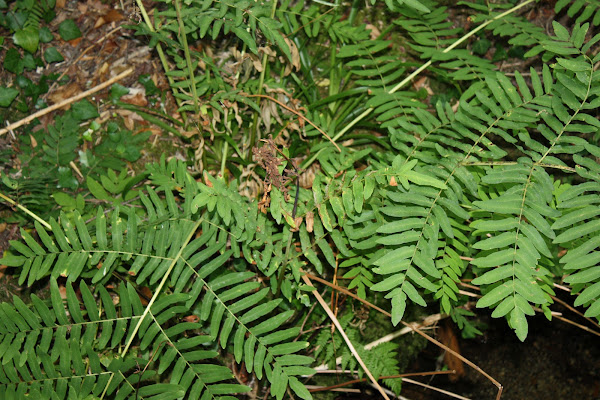 Spotting | Project Noah