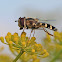 Hoverfly | Project Noah
