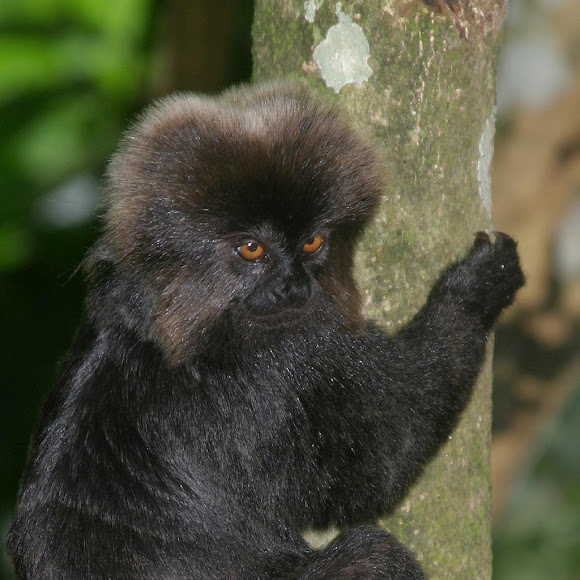 Goeldi's Monkey | Project Noah