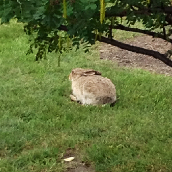 White-tailed prairie hare | Project Noah