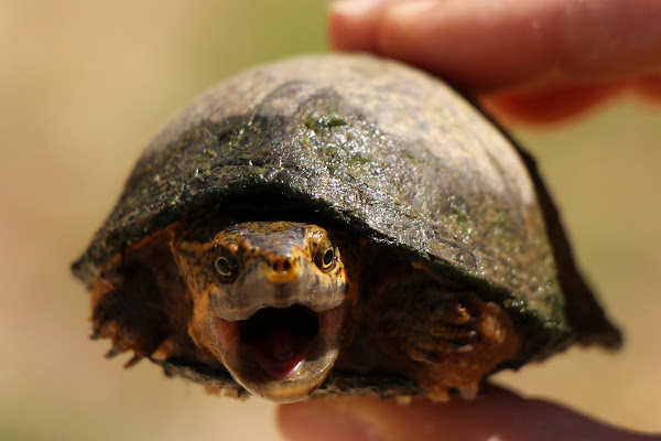 Common Musk Turtle | Project Noah
