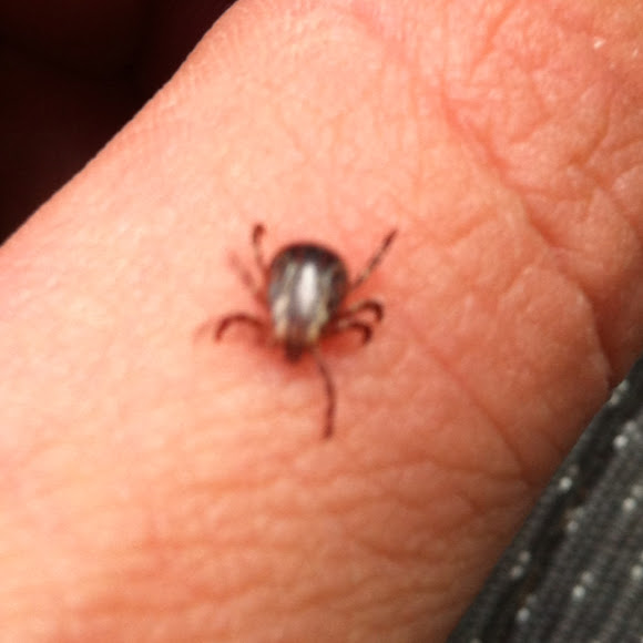 Wood Tick | Project Noah