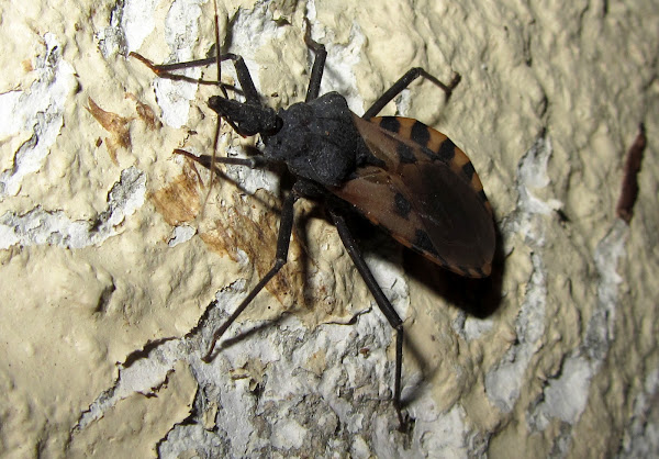 Cone-nosed Bug | Project Noah