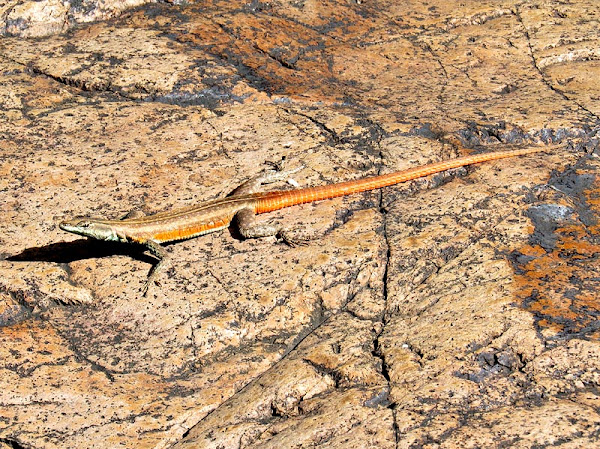 Lebombo Flat Lizard | Project Noah