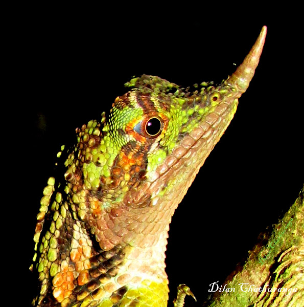 Rhino-horned lizard | Project Noah