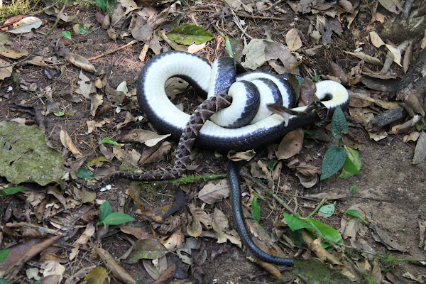 Clelia clelia | Project Noah