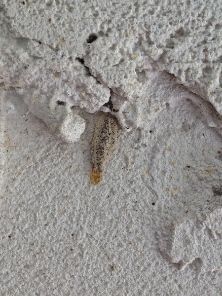 Moth Larva | Project Noah