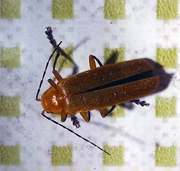 Spotting | Project Noah