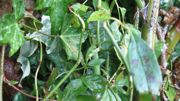 Barbantesa (gl), Mantis religiosa (es), Praying mantis (uk) | Project Noah