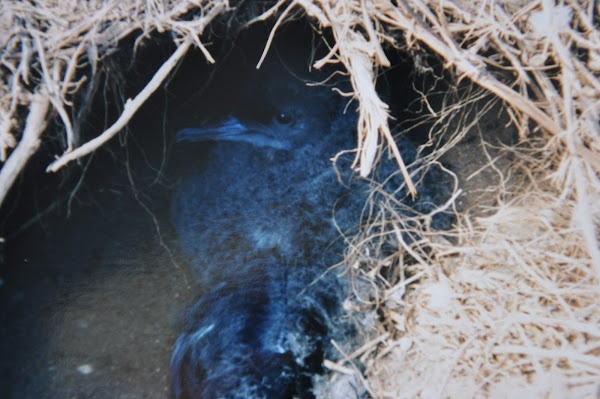 Short-tailed Shearwater ( Muttonbird) Juv. | Project Noah