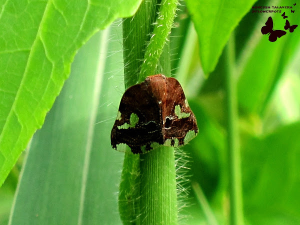 Ricaniid Planthopper | Project Noah