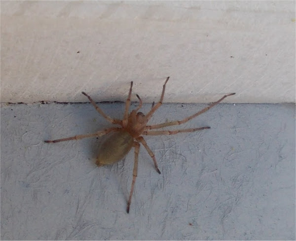 Northern yellow sac spider | Project Noah