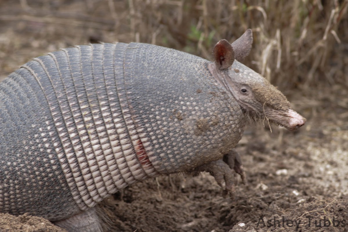Nine-banded Armadillo | Project Noah