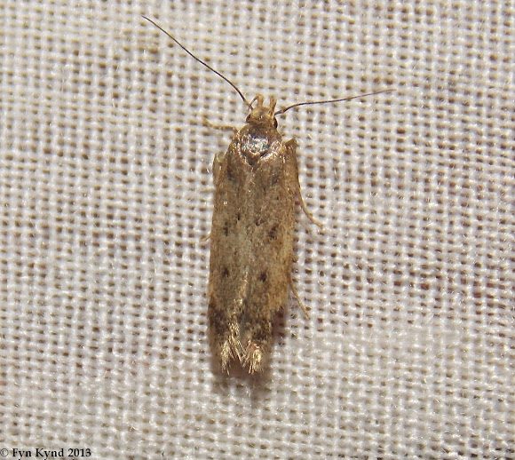 Gelechiid Moth | Project Noah