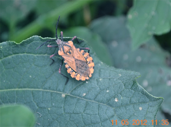 Coreid Bug | Project Noah