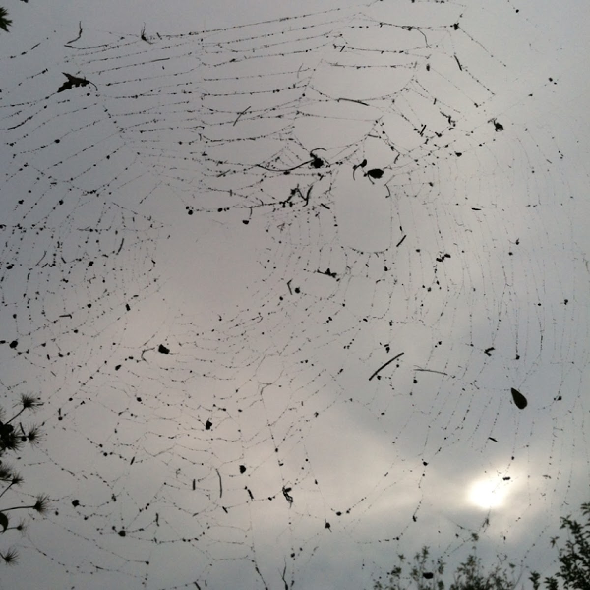 Spider web | Project Noah