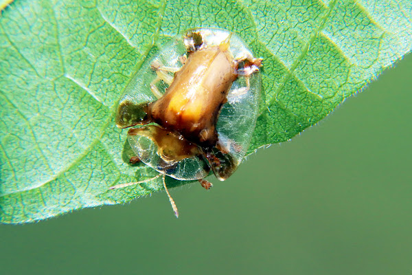 Tortoise beetle | Project Noah
