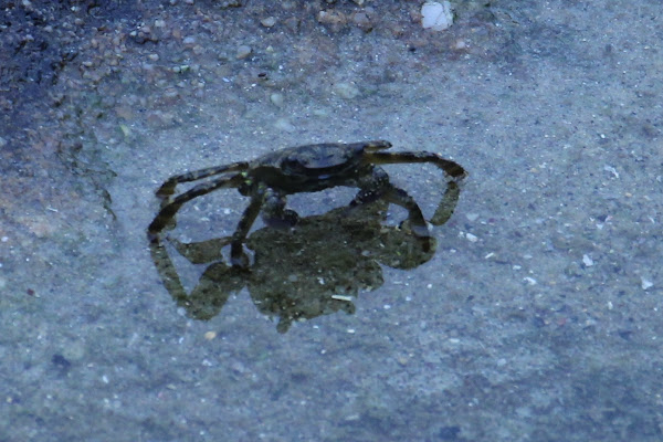 Unknown Crab | Project Noah