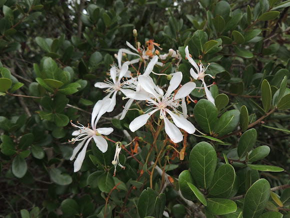 Tar Flower | Project Noah