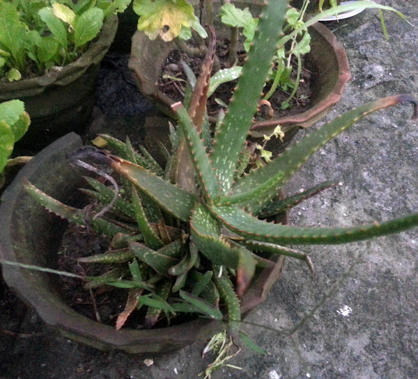 Aloe vera | Project Noah
