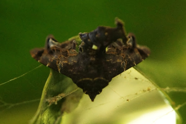 Mango Shoot Borer or Owlet Moth | Project Noah